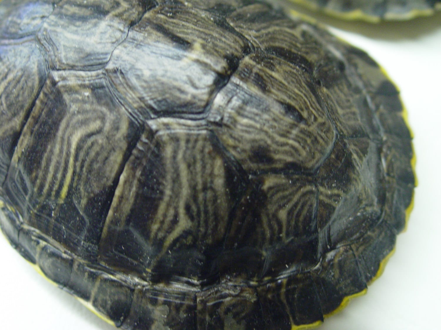 Small Natural Red Eared Slider Turtle Shells 4 5 1/2 inch | Etsy