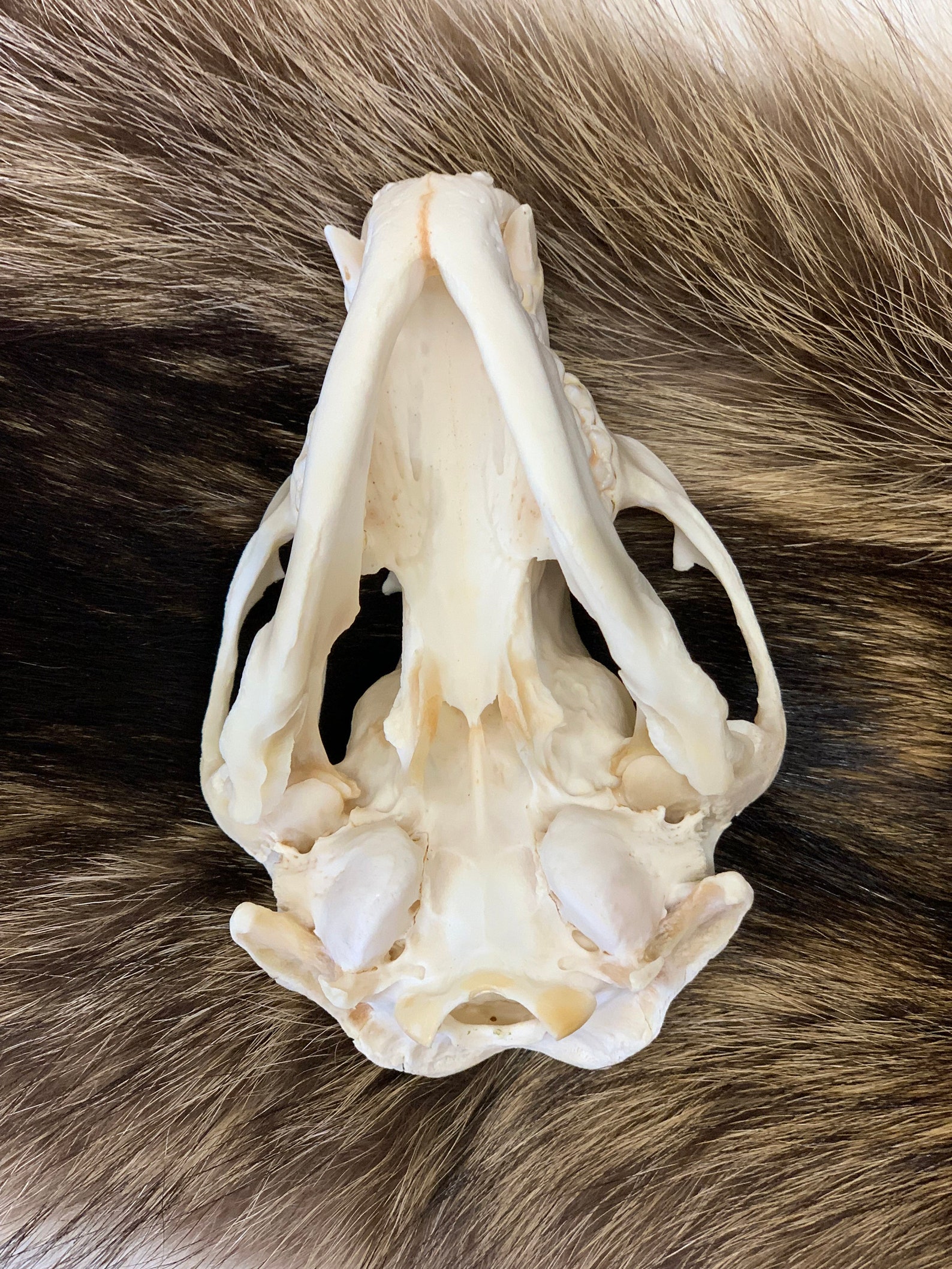 Raccoon Skulls 1 Bleached Real Authentic SK89 | Etsy