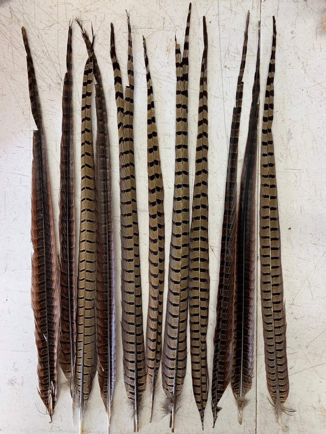 50 Ringneck Pheasant Rooster Center Tail Feathers 20-22" Cleaned ...