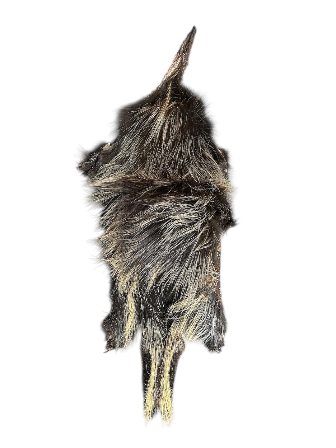 Porcupine Skin With Guard Hair (no Quills) - Etsy