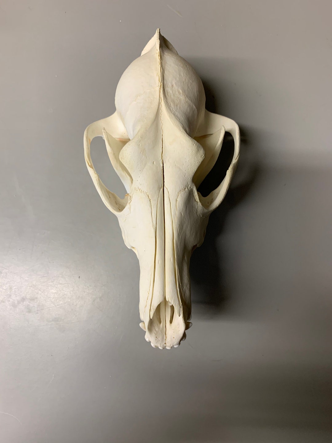 Number 1 Coyote Skull Bleached Real Authentic CK25 - Etsy