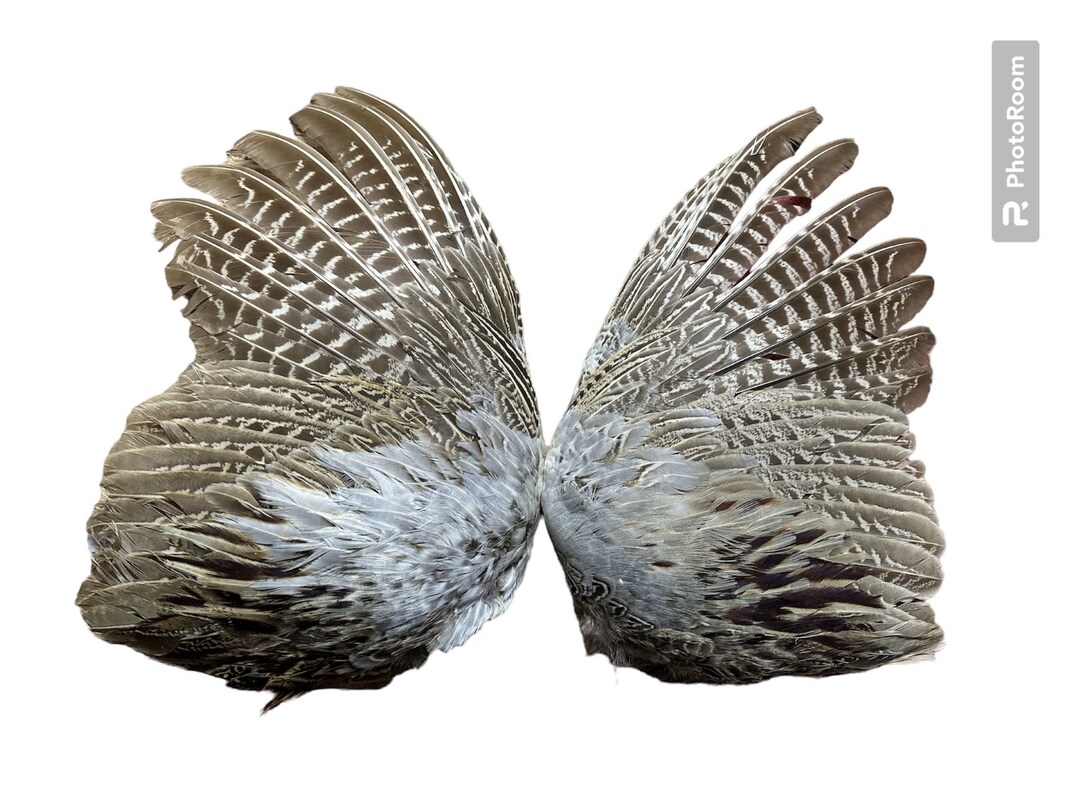 Ringneck Pheasant Wing Pairs (fanned Out) - Etsy