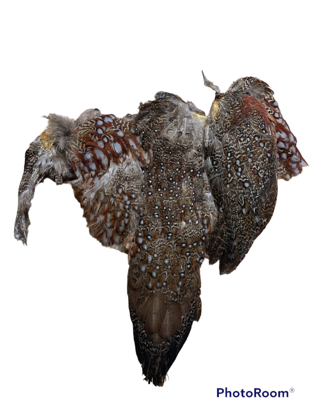 Satyr Tragopan Pheasant Part Skin - Etsy
