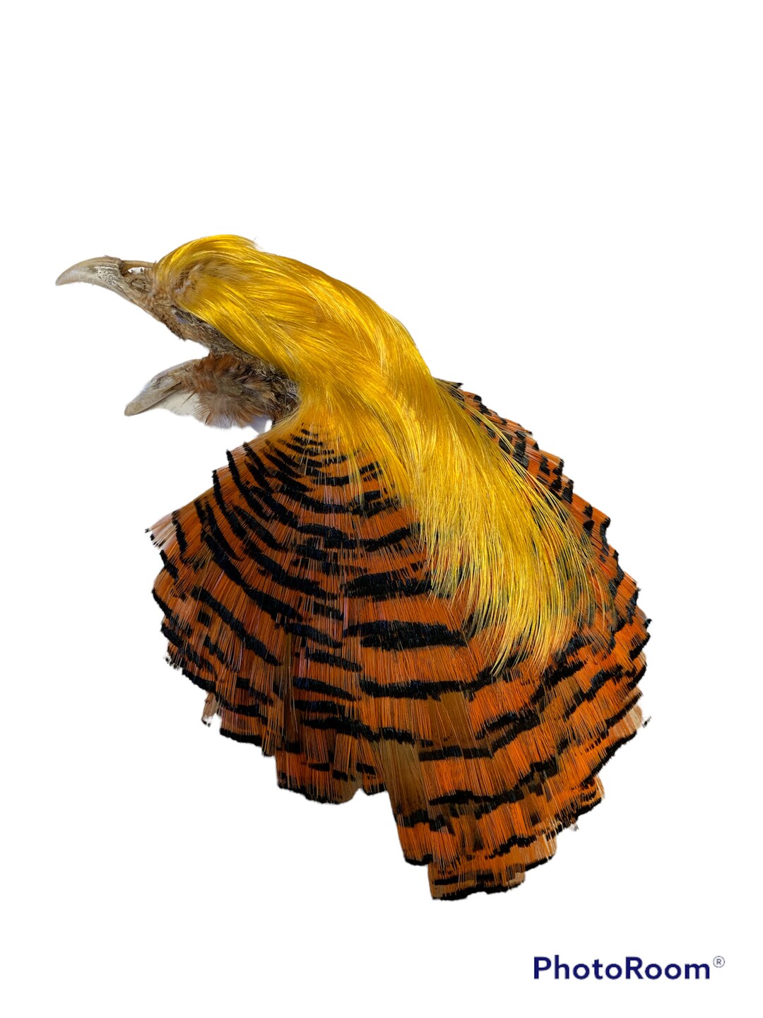 Golden Pheasant Complete Select #1 Cape & Tippet Fly Tying Material ...