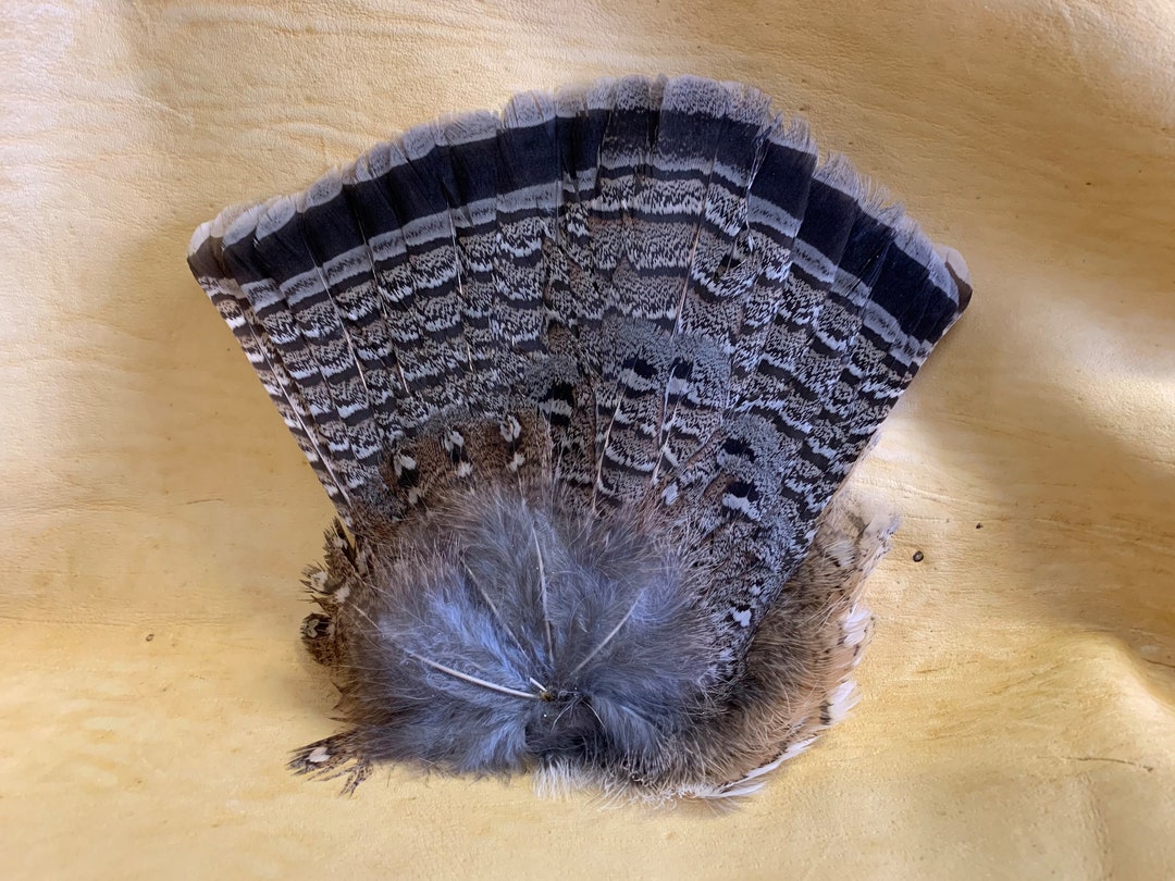 Ruff Grouse Tails Fanned (gray Phase) - Etsy