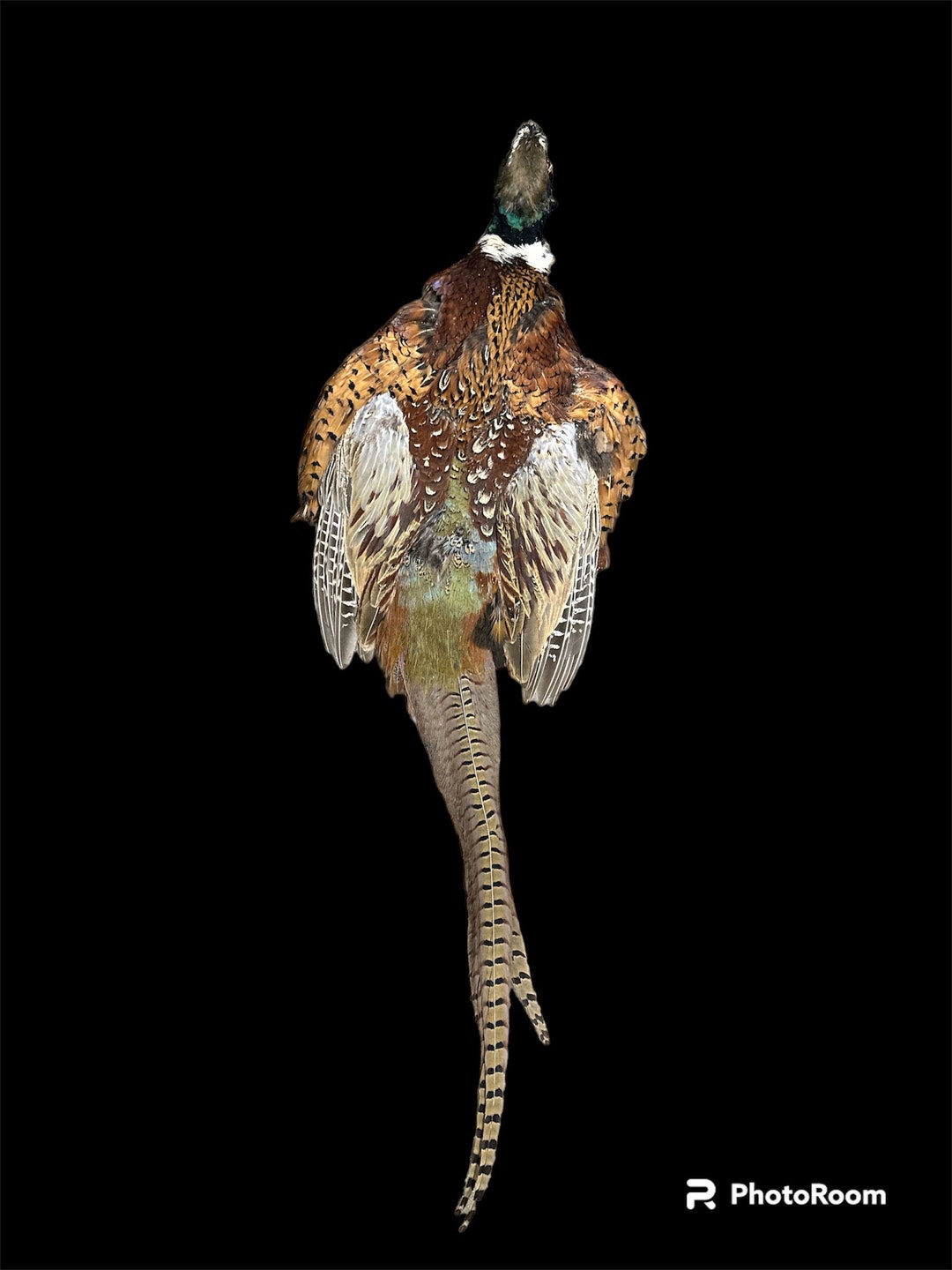 Ringneck Rooster Pheasant W/wings and Tail - Etsy