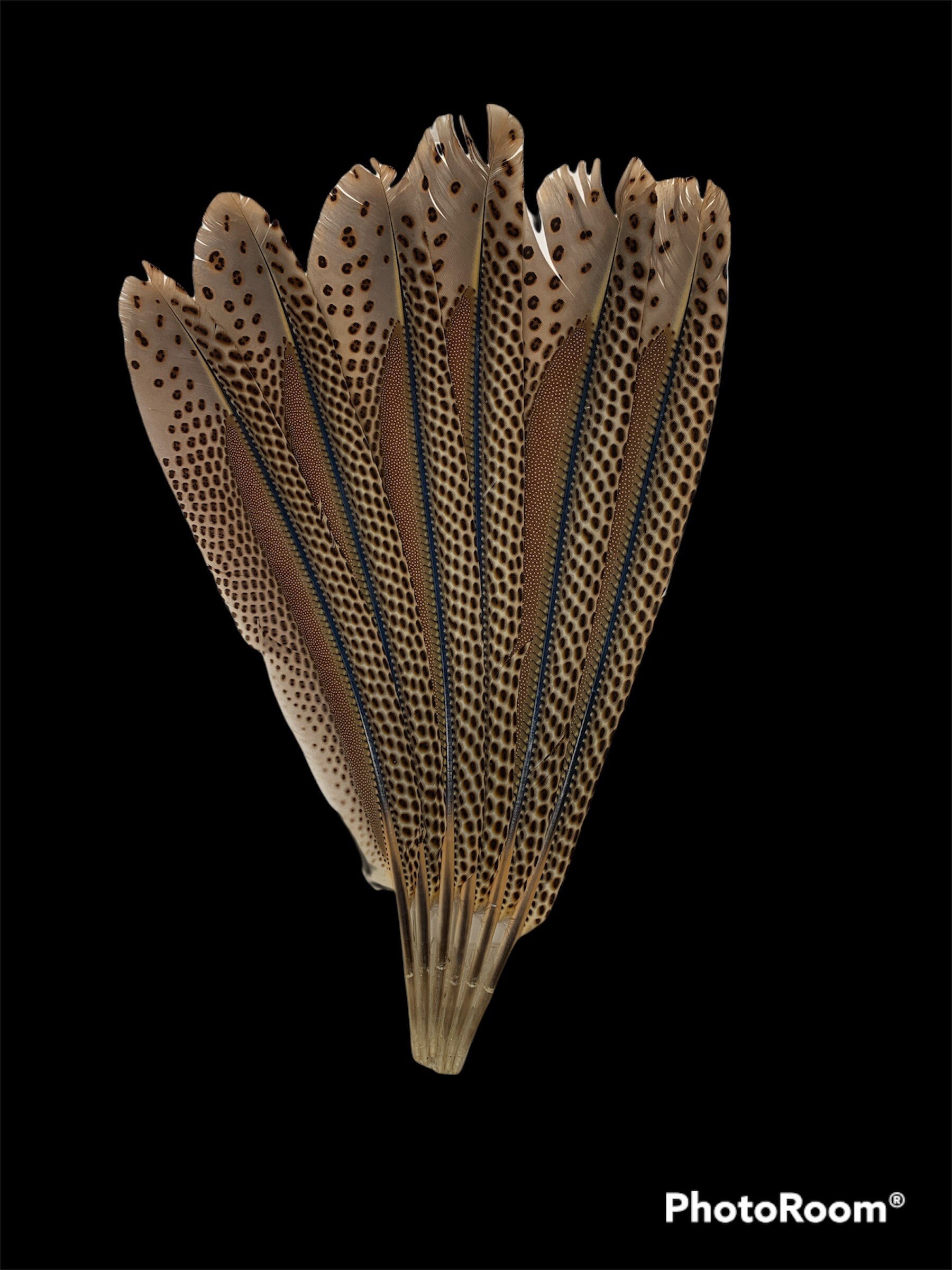 Great Argus Feathers - Etsy