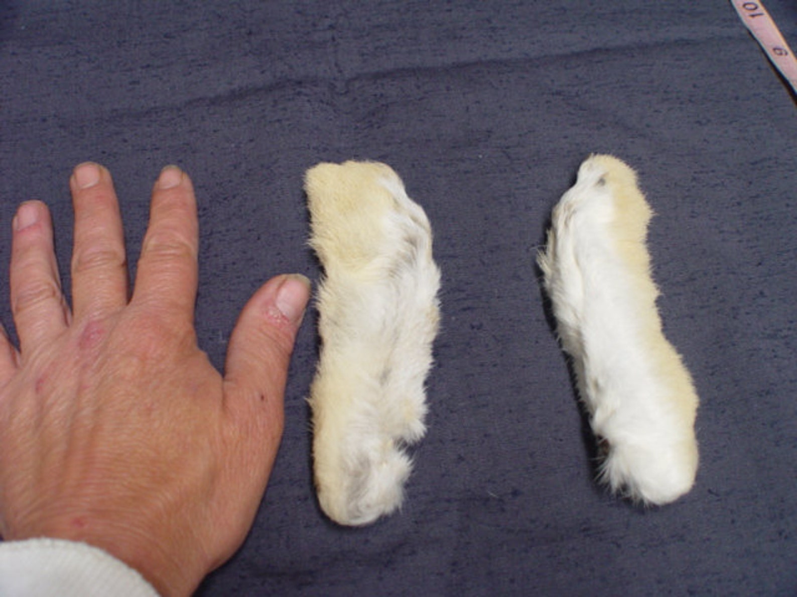 Snowshoe Rabbit Back Feet 2 for Fly Tying Crafts Decor - Etsy