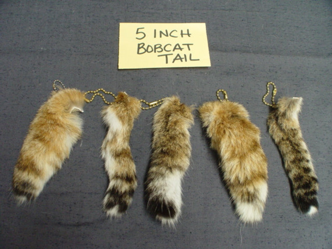 Genuine Bobcat Tail Keychain CHOOSE SIZE - Etsy
