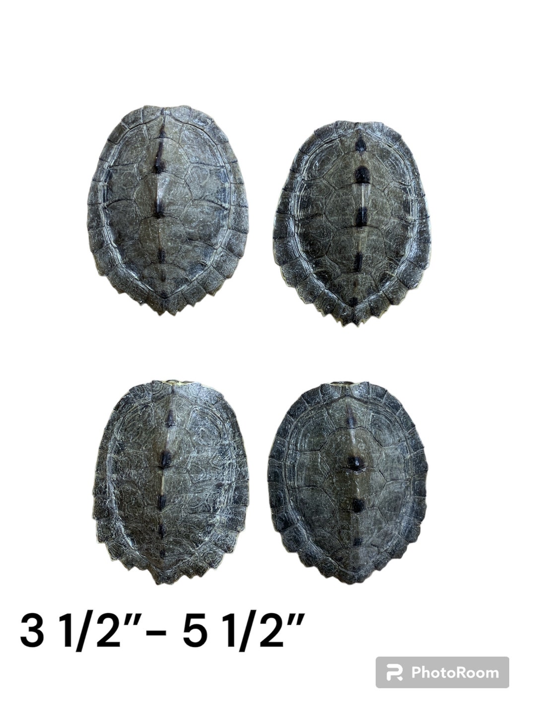 MAP Turtle Shells 3 1/2 - 5 1/2 Inch CHOOSE Your QUANTITY #TU10 - Etsy