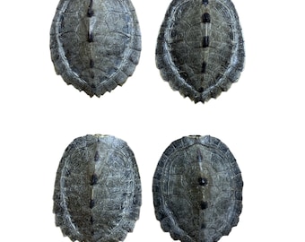 Baby Map Turtle Shells 2 3.5 Inch Sizes Available TU9 - Etsy