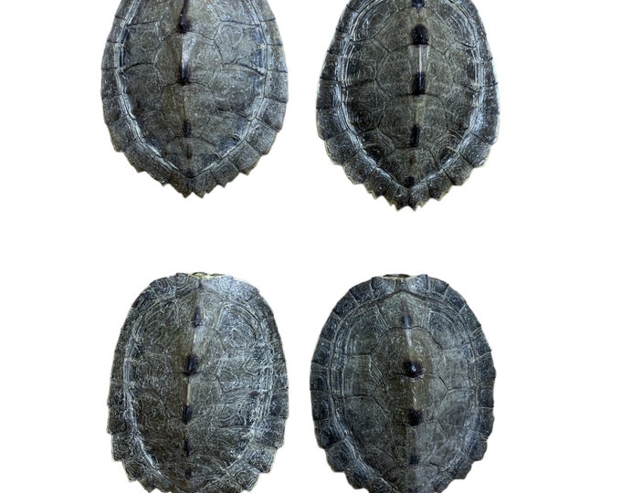 Baby Map Turtle Shells 2 3.5 Inch Sizes Available TU9 - Etsy