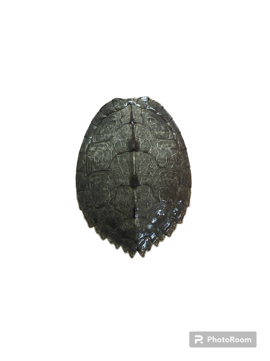 MAP Turtle Shells 6-8 Inch Coated - Etsy