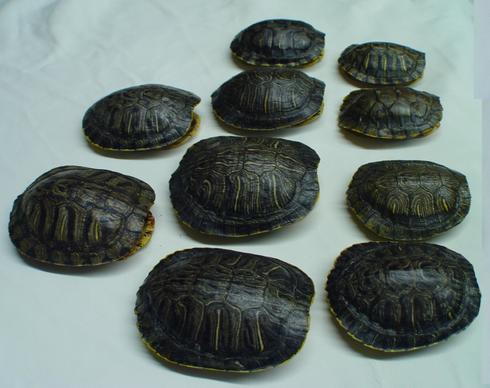 Small Natural Red Eared Slider Turtle Shells 4 5 1/2 Inch - Etsy