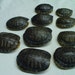 Small Natural Red Eared Slider Turtle Shells 4 - 5 1/2 Inch CHOOSE Your ...