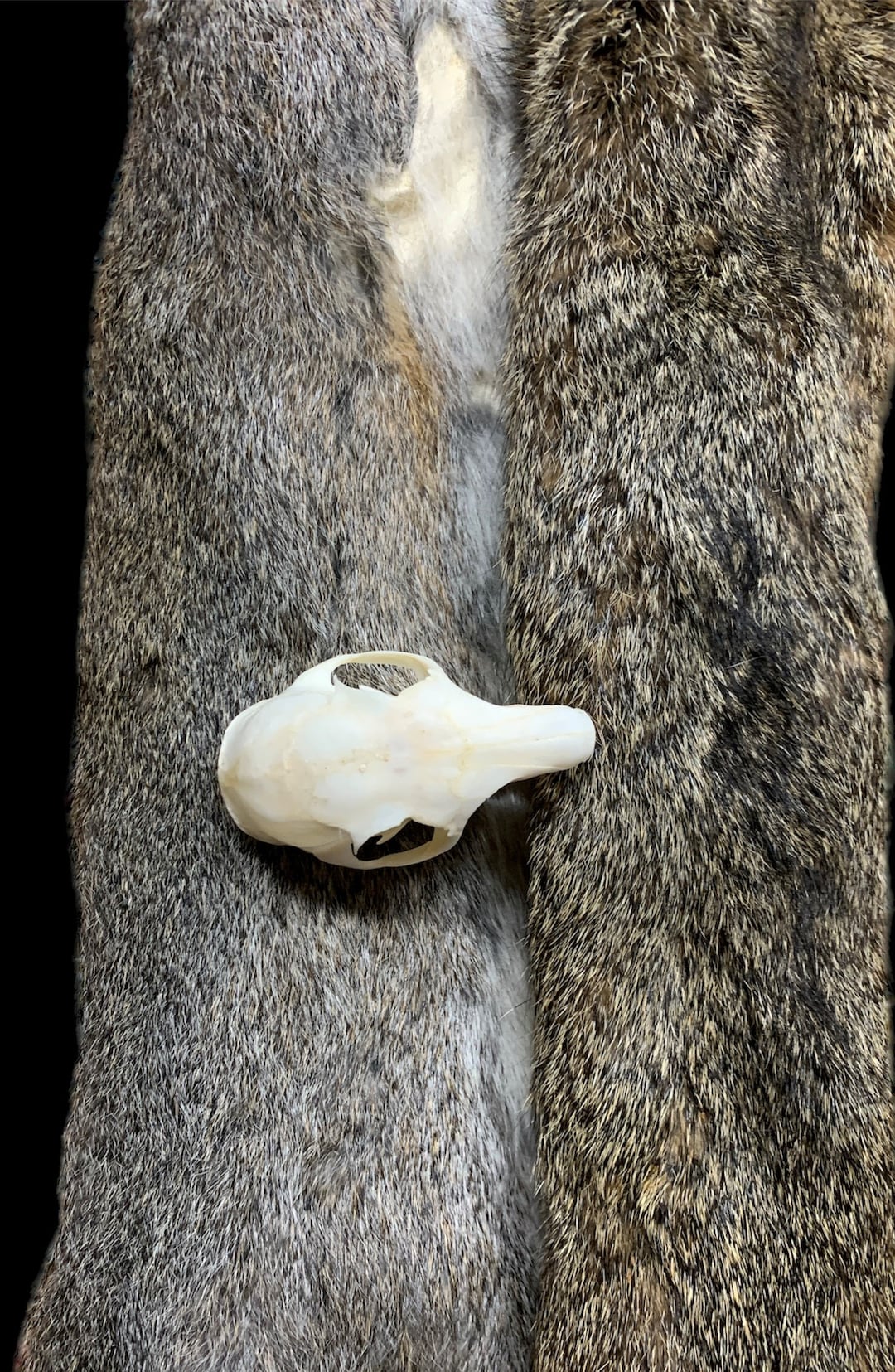 Squirrel Skull #1 Bleached Real Authentic - Etsy