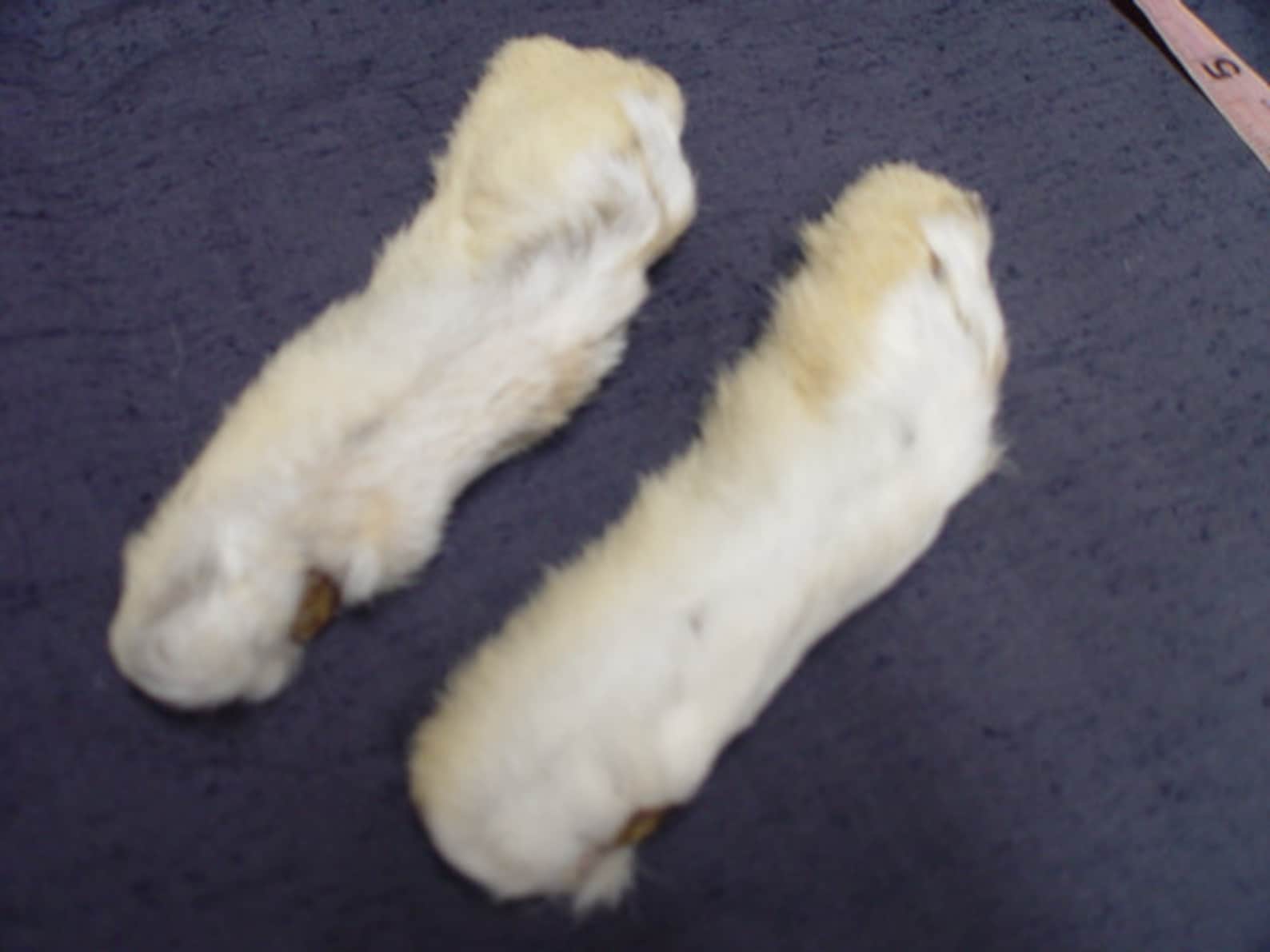Snowshoe Rabbit Back Feet (2) for Fly Tying, Crafts, Decor, Etc. - Etsy