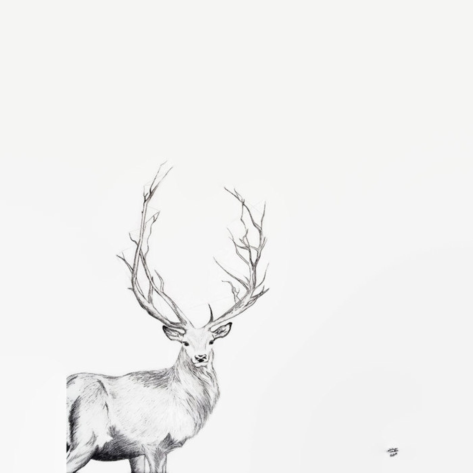 Deer Ink Print, Stag Ink Drawing, Stag Art, Buck Print, Boho Decor ...