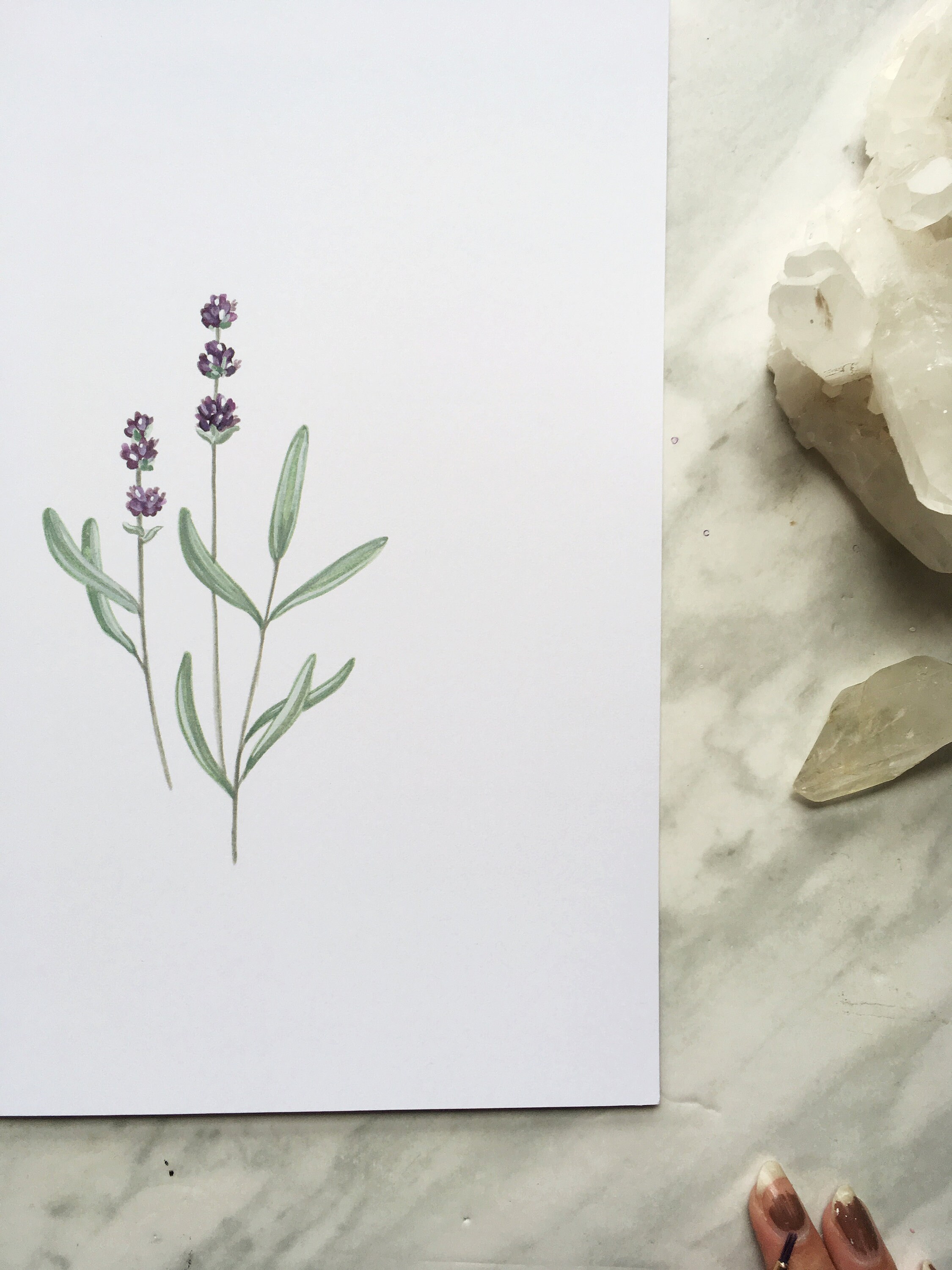 Lavender Print Lavender Art Plant Art Plant Print Floral - Etsy