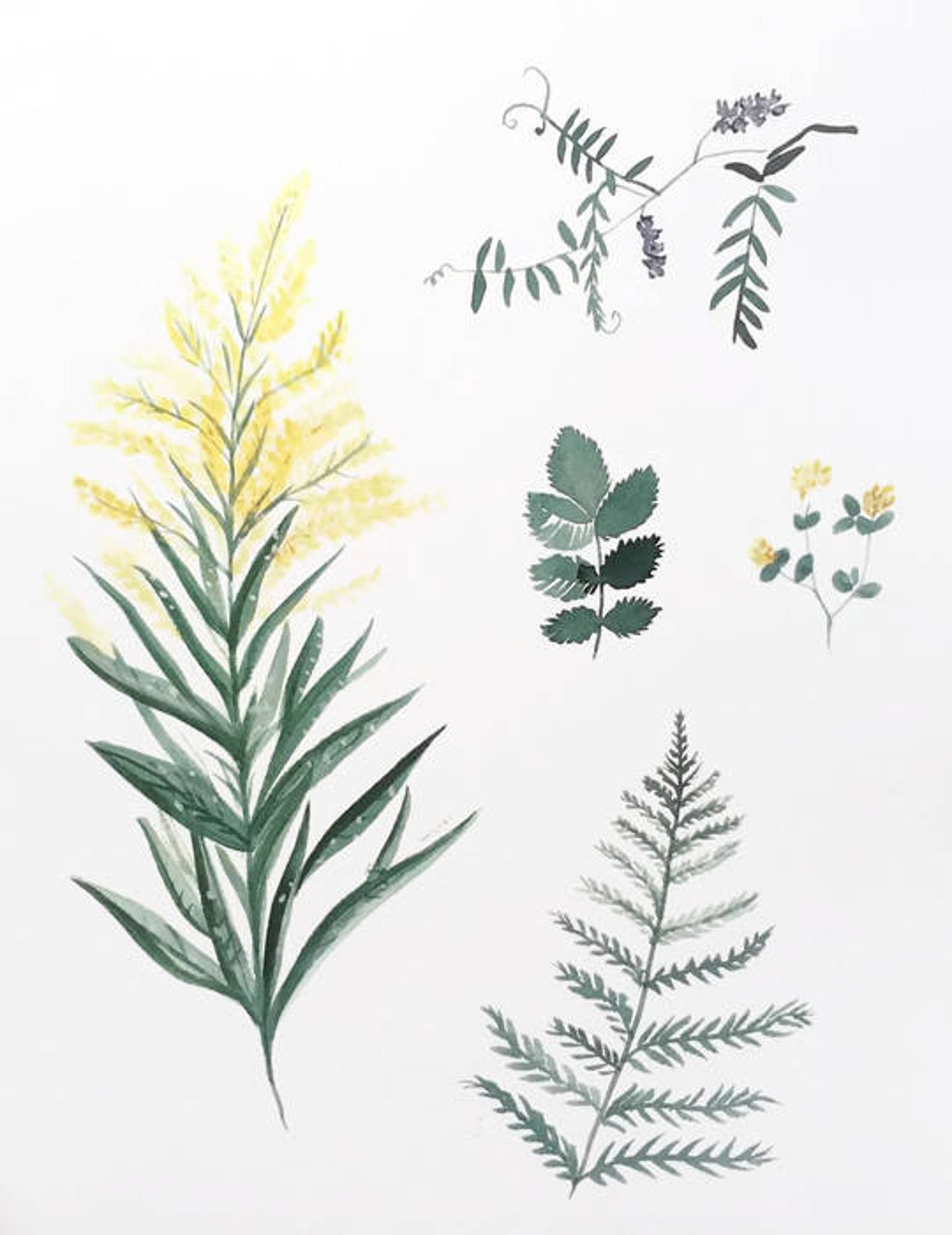 Plant Print Wildflower Print Weed Print Flower Art Flower - Etsy Canada