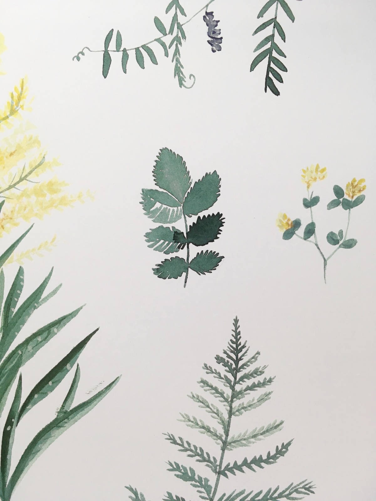 Plant Print Wildflower Print Weed Print Flower Art Flower - Etsy Canada