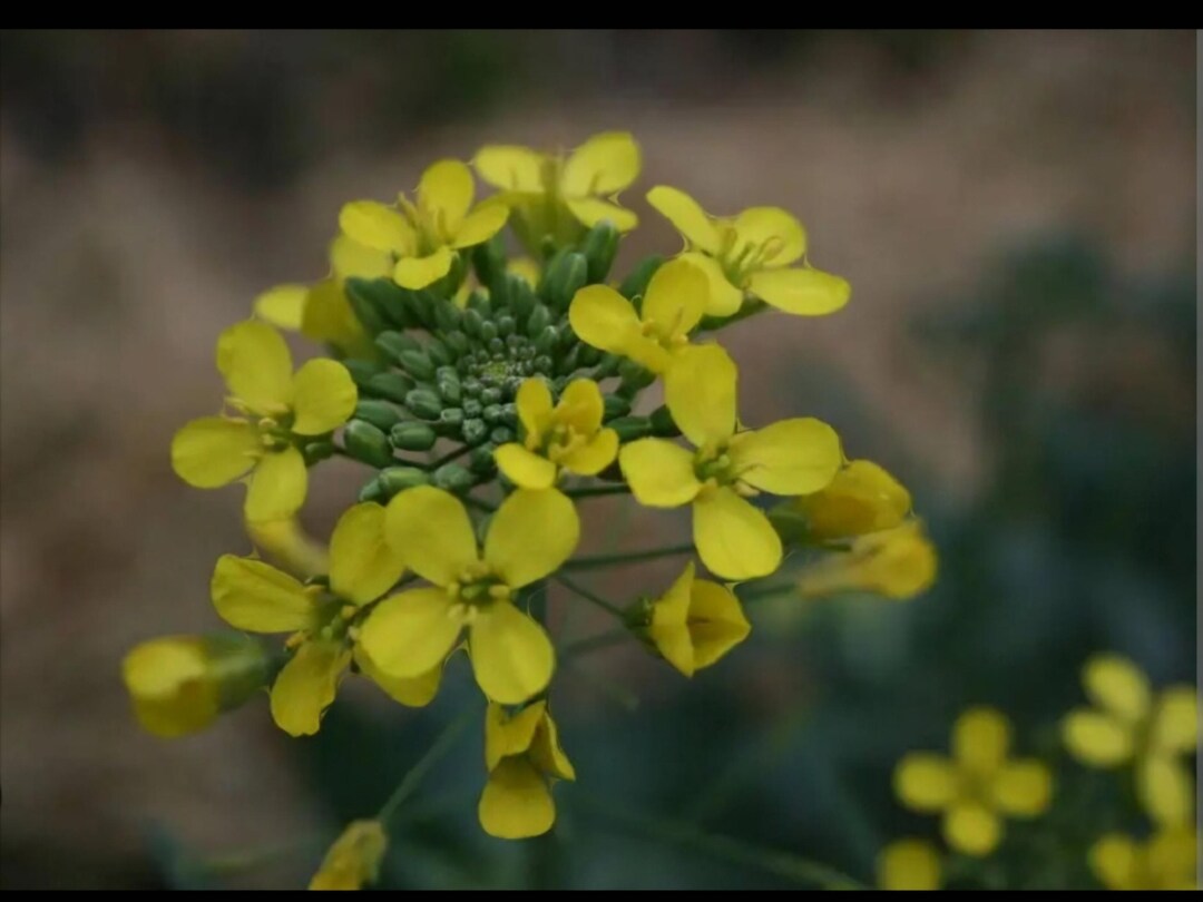 15 Branches of Broccoli Flowers for a Vase - Etsy