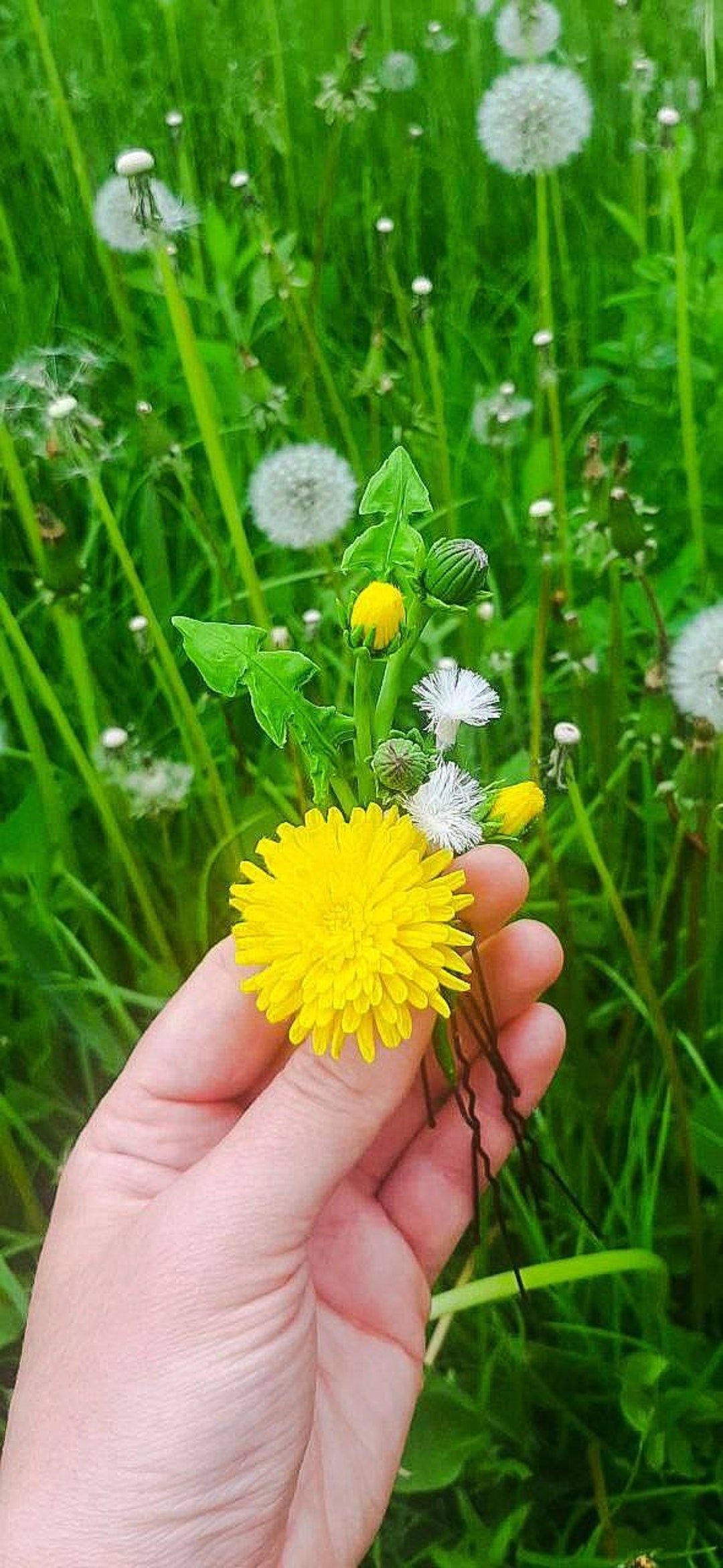 Dandelion Hair Pins, Dandelion Hair Flower, Dandelion Hair Accessories ...