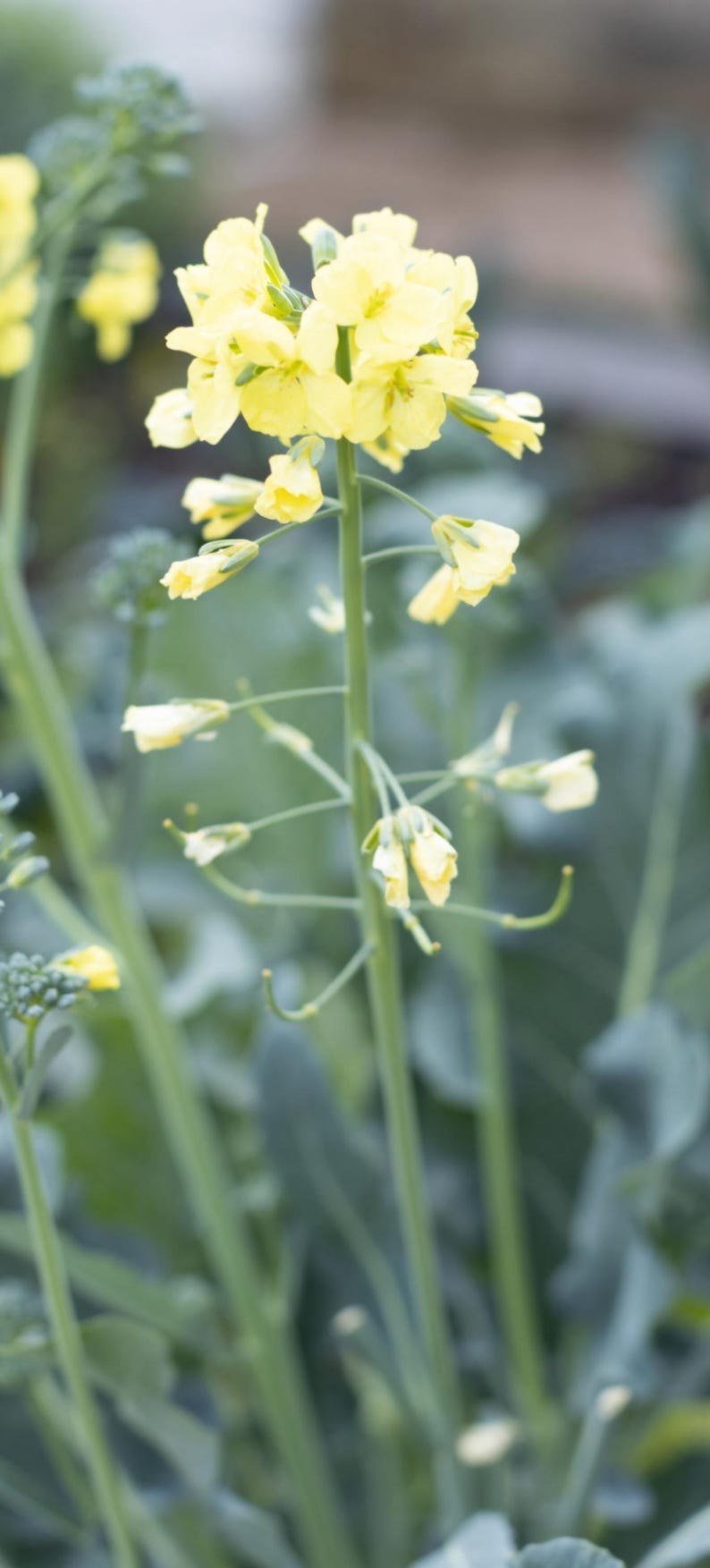 15 Branches of Broccoli Flowers for a Vase - Etsy