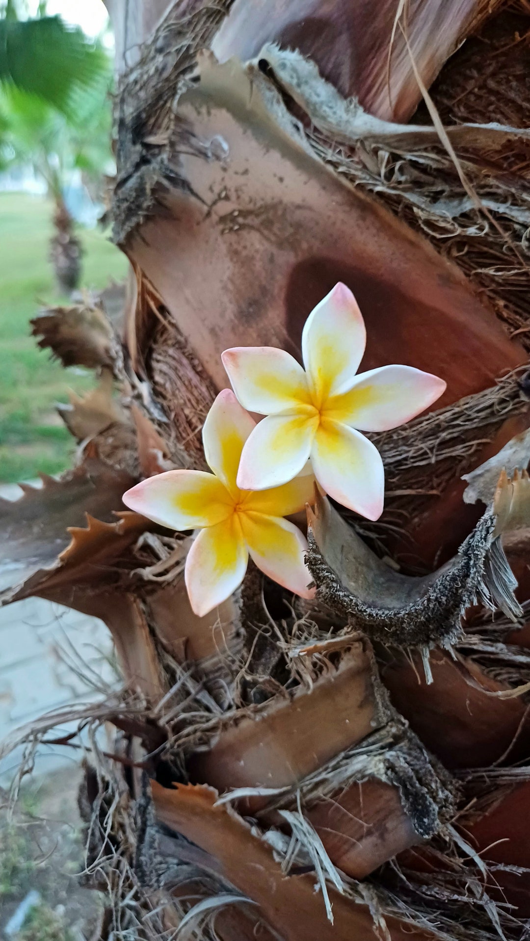 Plumeria Hair Pins Set 2, Realistic Hawaiian Hair Flower, Tropical ...