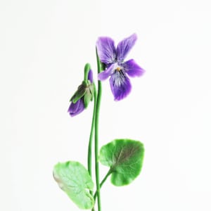 Violet Flower Artificial Plant Realistic Flowers Wild Violets Clay ...