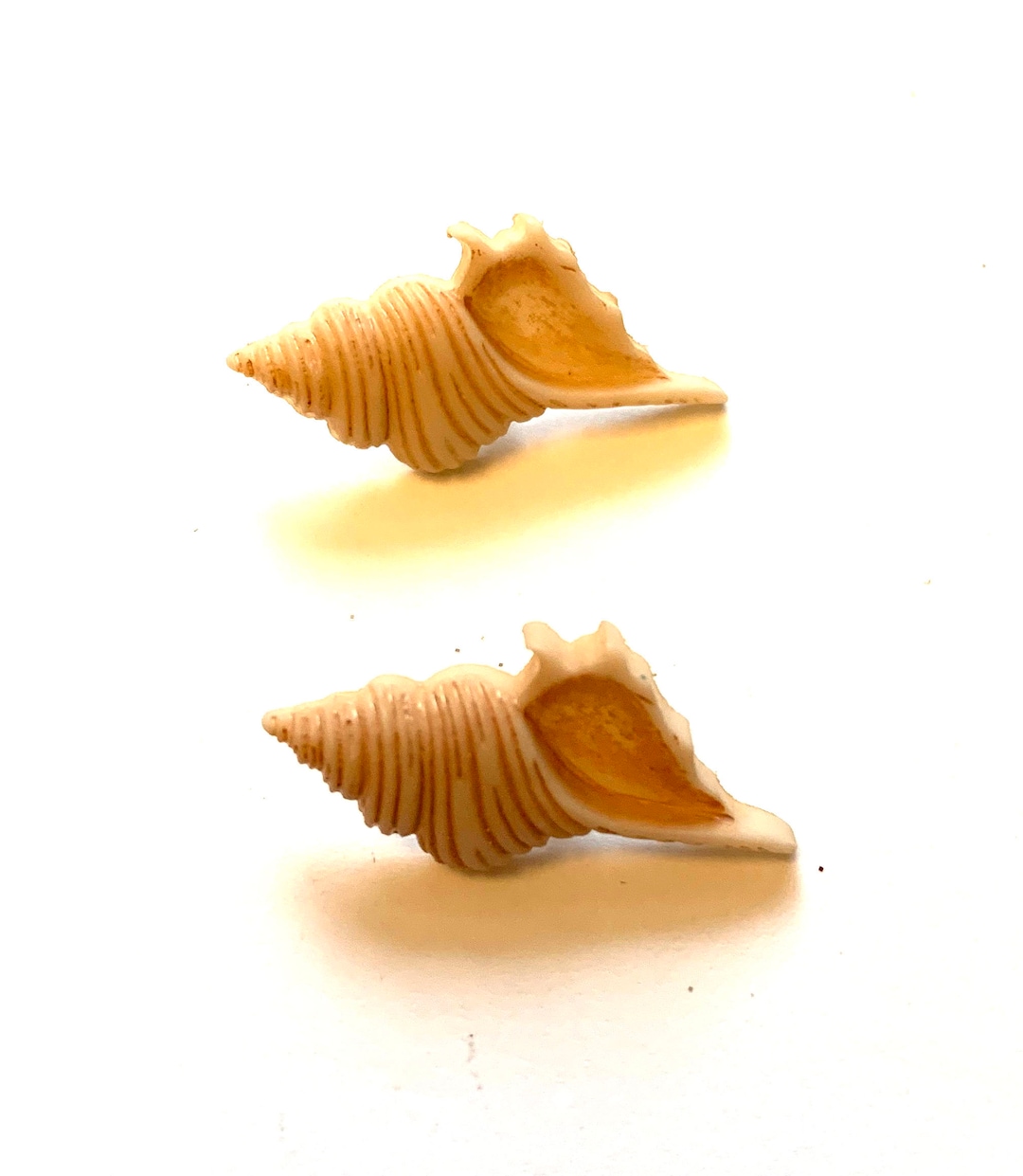 Seashells Buttons CONCH Shells Beach Beauties Shank Flat Back Choice ...
