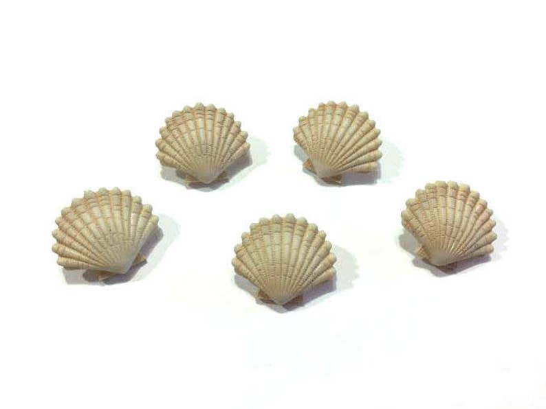 FAN Sea Shell Buttons Beach Beauties Seashells Shank Flat Back | Etsy