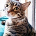 Rhinestone Braid Cat Collar: Fancy Bling Cat Collar; Fancy Breakaway ...