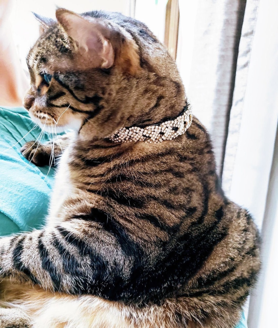 Rhinestone Braid Cat Collar: Fancy Bling Cat Collar; Chunky Cat Collar ...