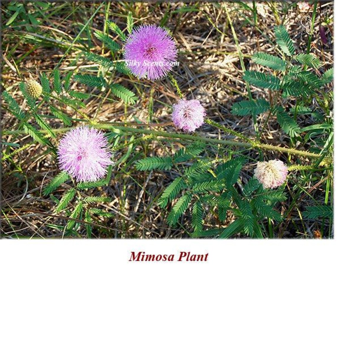 Mimosa Absolute Essential Oil (acaca Mearnsii - Acacia Mearnsii) (SEMI ...