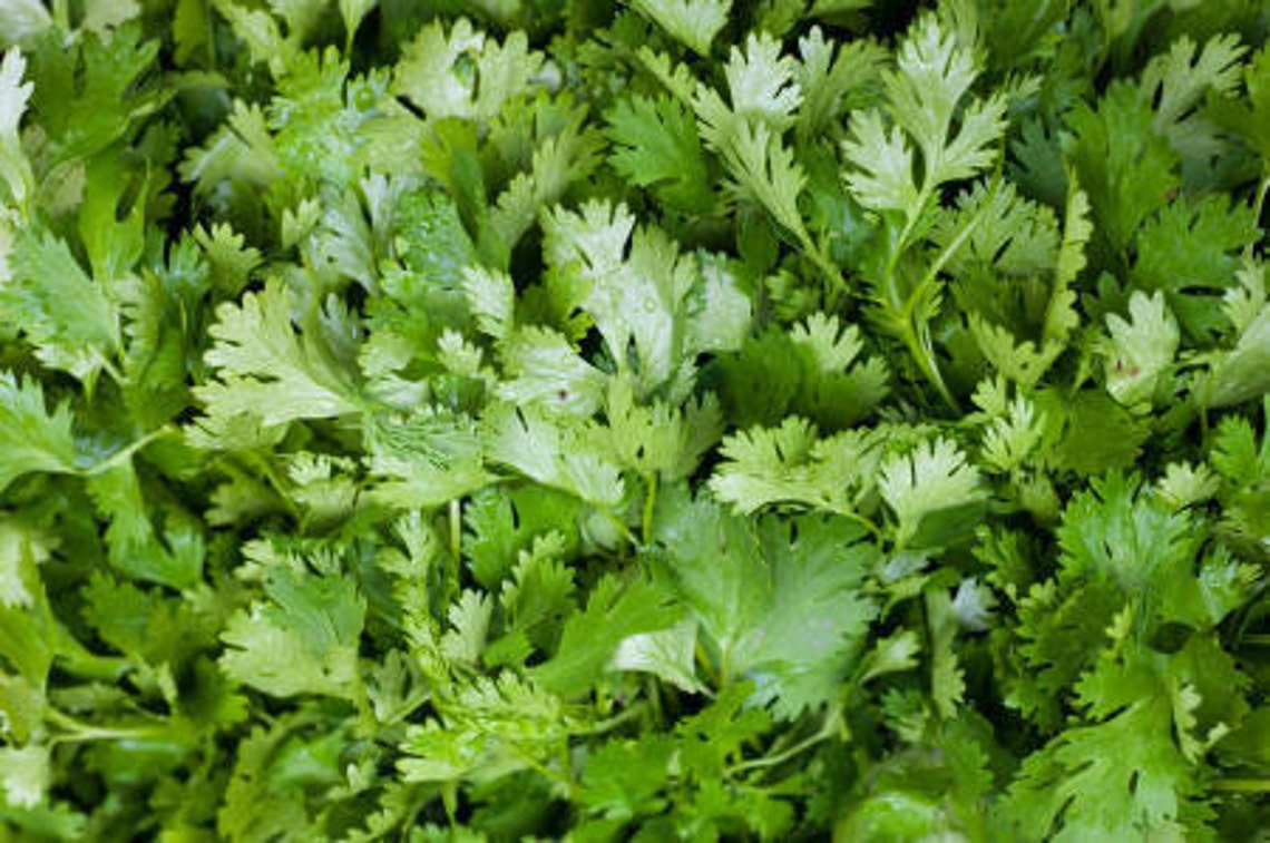 Cilantro Essential Oil coriandrum Sativum 100% Pure and | Etsy