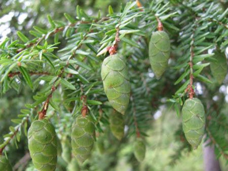 Silky Scents Spruce Hemlock Essential Oil (tsuga Canadensi) 100% Pure ...