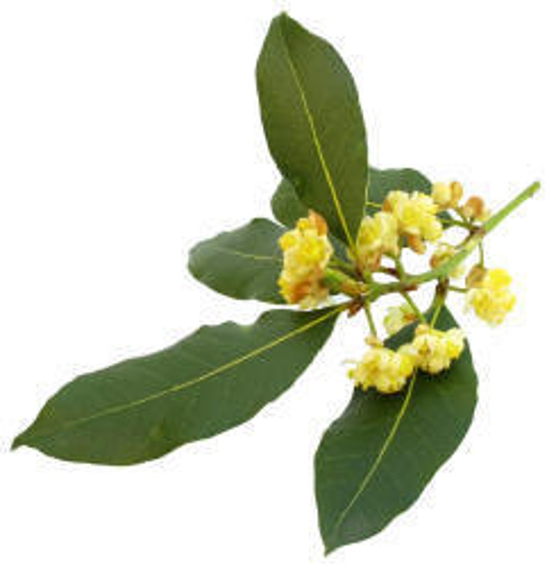 Bay Laurel Essential Oil laurus Nobilis 100% Pure and - Etsy
