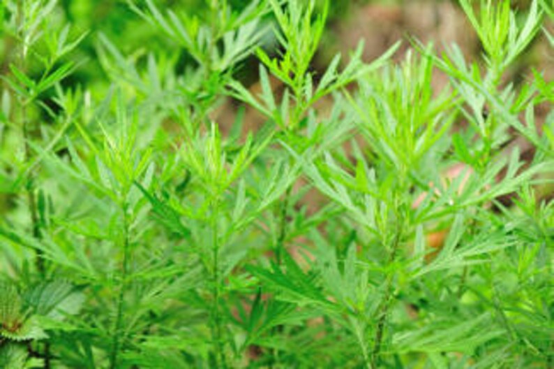 Mugwort Organic Essential Oil artimisia Alba or Armoise - Etsy