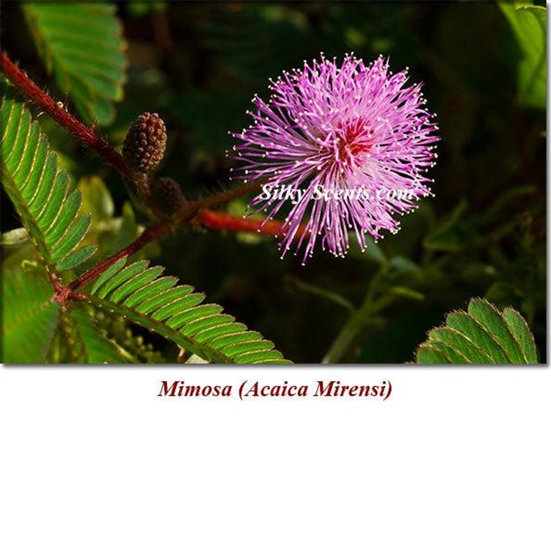 Mimosa Absolute Essential Oil (acaca Mearnsii - Acacia Mearnsii) (SEMI ...