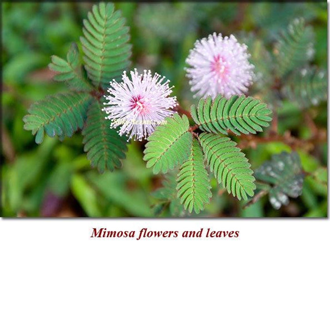 Mimosa Absolute Essential Oil (acaca Mearnsii - Acacia Mearnsii) (SEMI ...