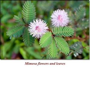 Mimosa Absolute Essential Oil (acaca Mearnsii - Acacia Mearnsii) (SEMI ...
