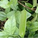 Balsam Peru (france) Wild Crafted Essential Oil (myroxylon Pereirae ...