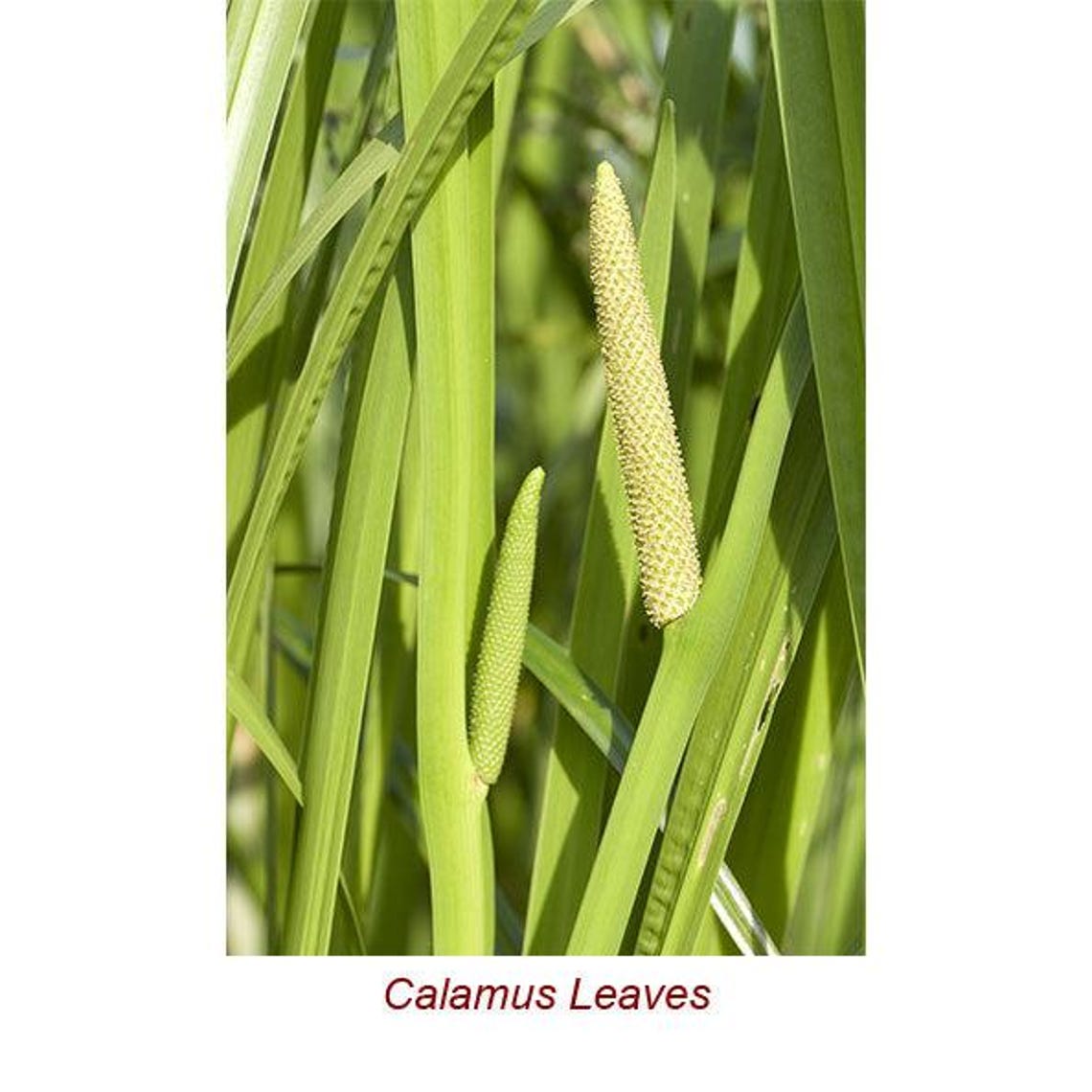 Silky Scents Calamus Essential Oil (acorus Calamus - Sweet Cane - Sweet ...