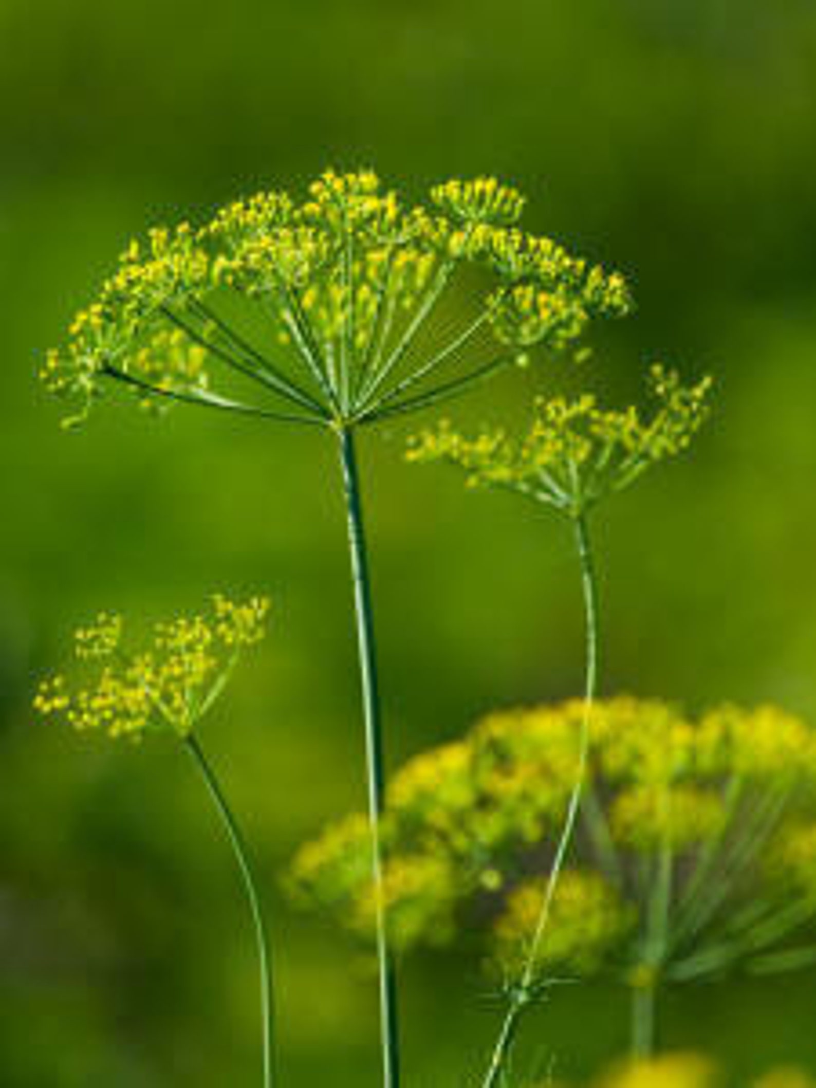Fennel Bitter Essential Oil foeniculum Vulgare Mill 100% - Etsy