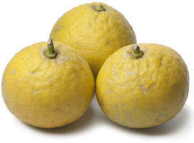 Bergamot Organic Essential Oil Citrus Aurantium Bergamia Etsy