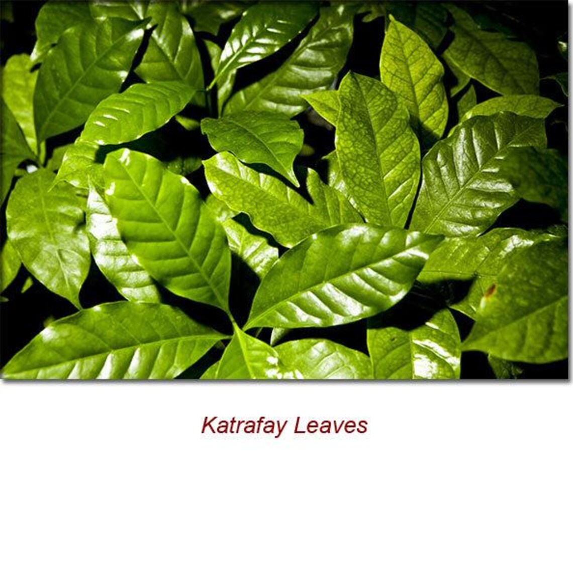 Silky Scents Katrafay Wild Crafted Essential Oil (cedrelopsis Grevei ...