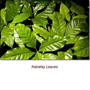 Silky Scents Katrafay Wild Crafted Essential Oil (cedrelopsis Grevei ...