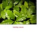 Silky Scents Katrafay Wild Crafted Essential Oil (cedrelopsis Grevei ...