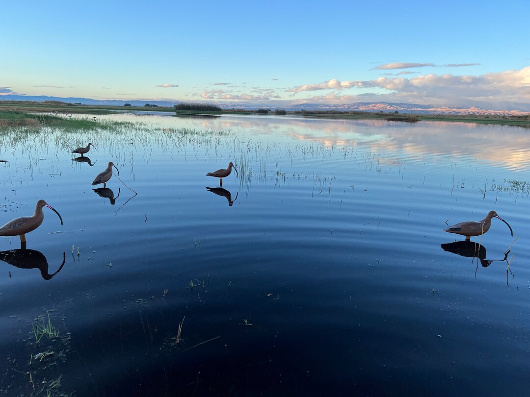 Sickle Billed Curlew Shorebird Hunting Decoy by Stan Vath - Etsy